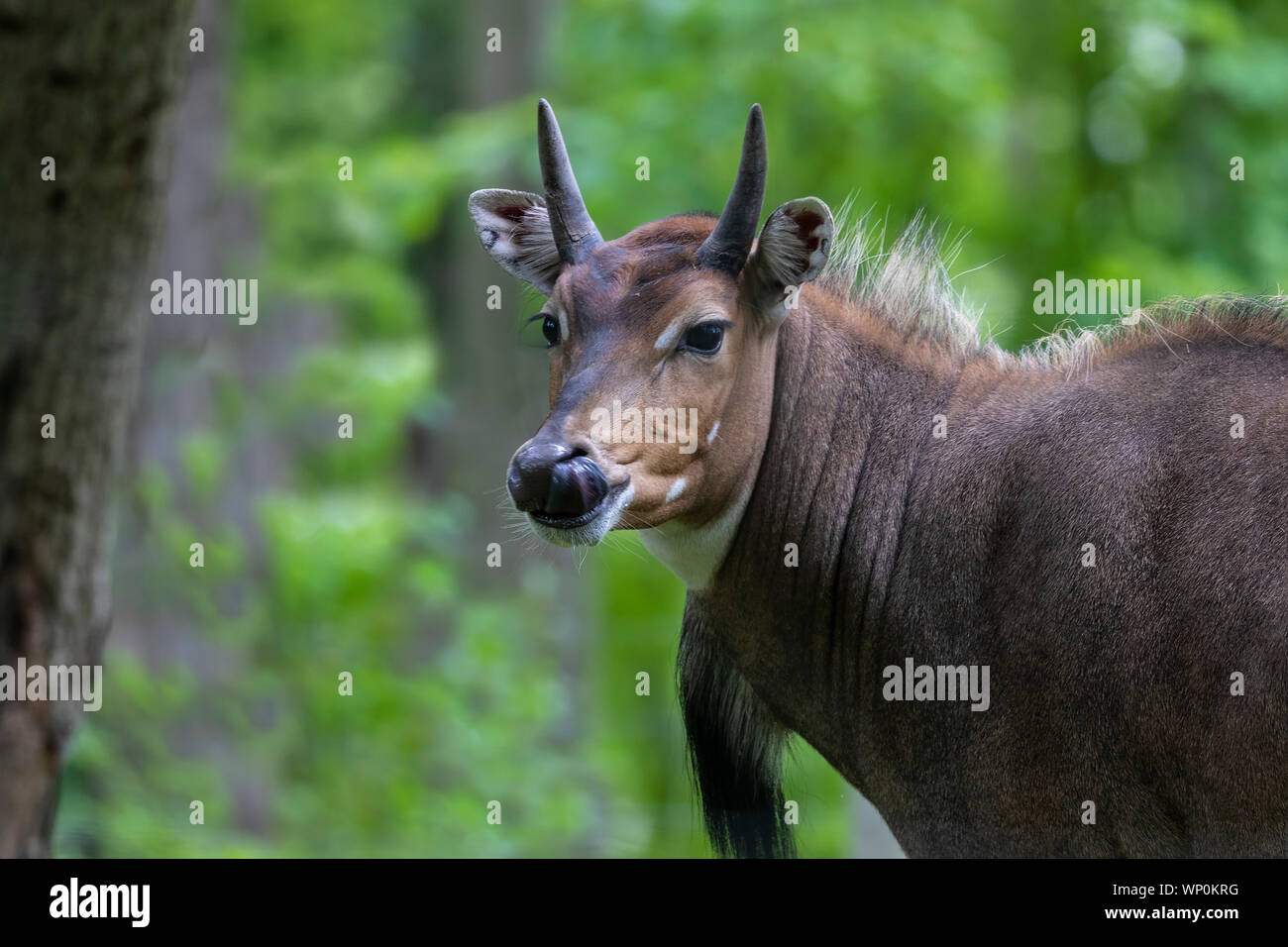 Nilgai - Blue Bull (Boselaphus tragocamelus), one of the large antelope ...