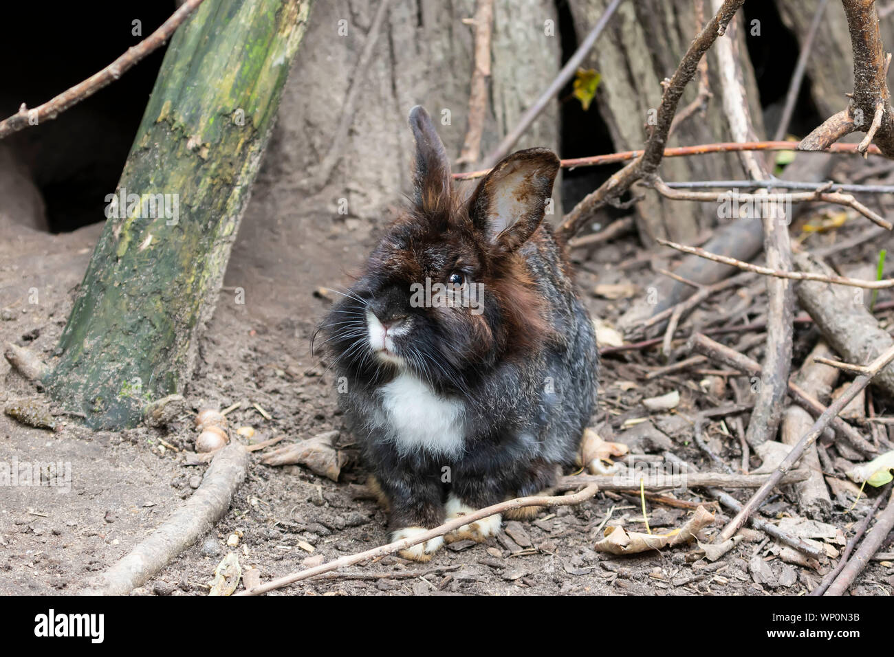Small brown rabbit in zoo hi-res stock photography and images - Alamy