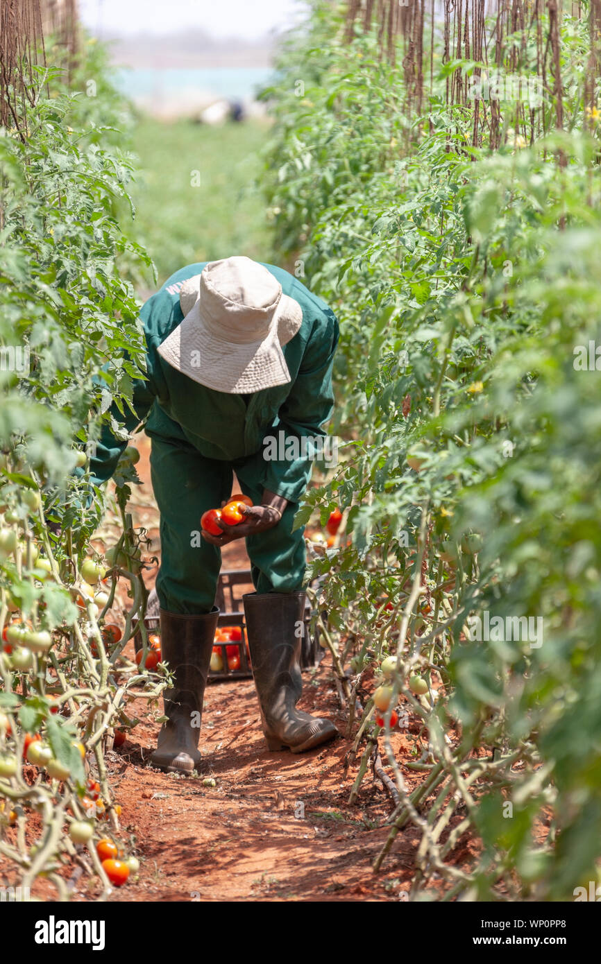 African farm worker collecting tomatoes in a greenhouse Stock Photo - Alamy