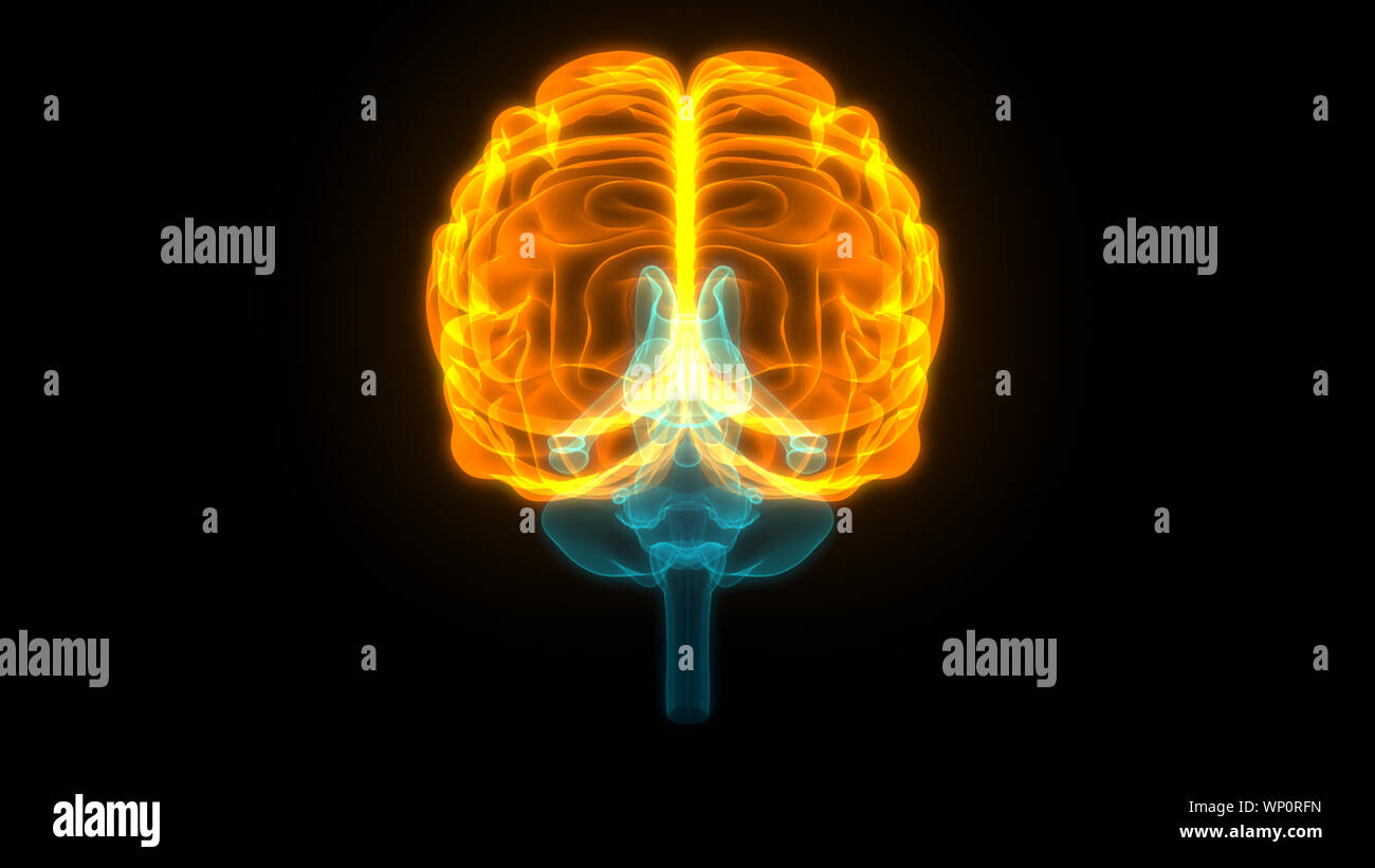 Central Organs of Human Nervous System Brain Anatomy Stock Photo - Alamy