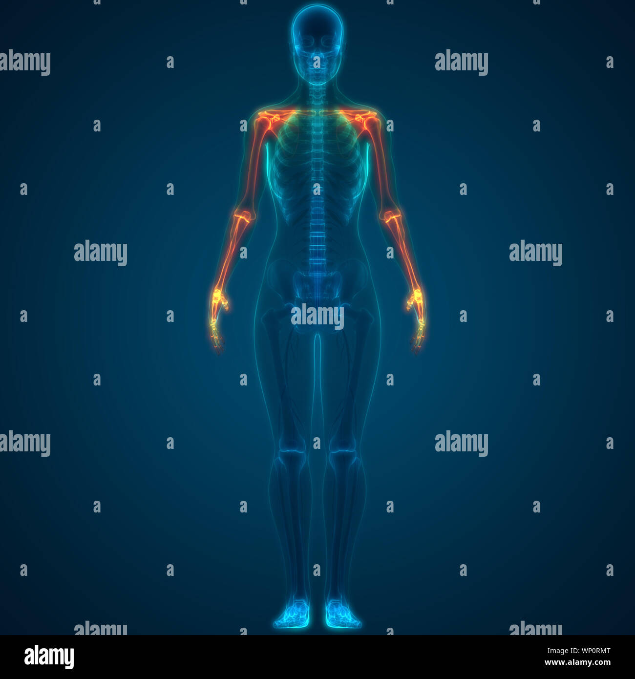 Human Skeleton System Upper Limbs Anatomy Stock Photo - Alamy