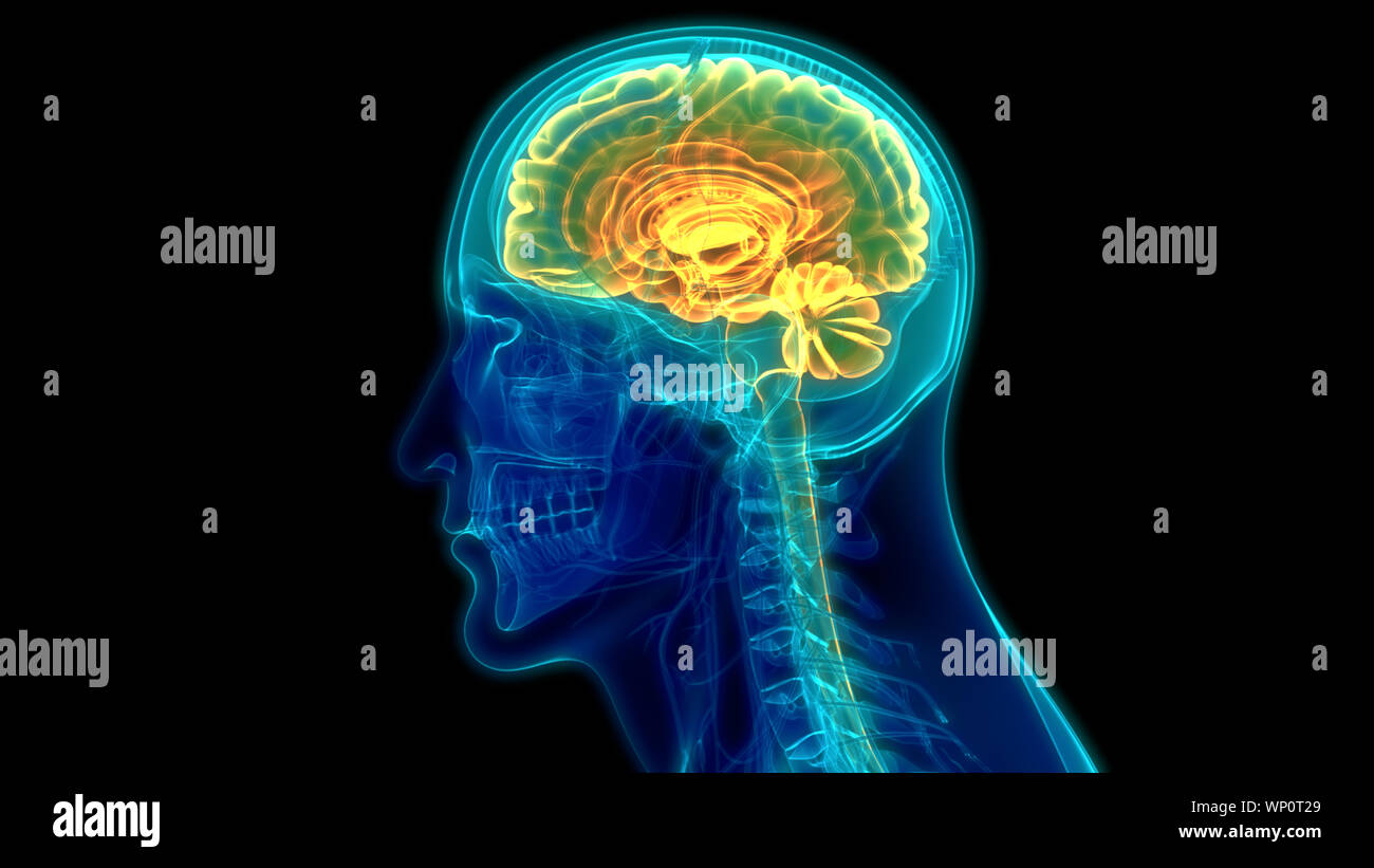 Central Organs of Human Nervous System Brain Anatomy Stock Photo - Alamy