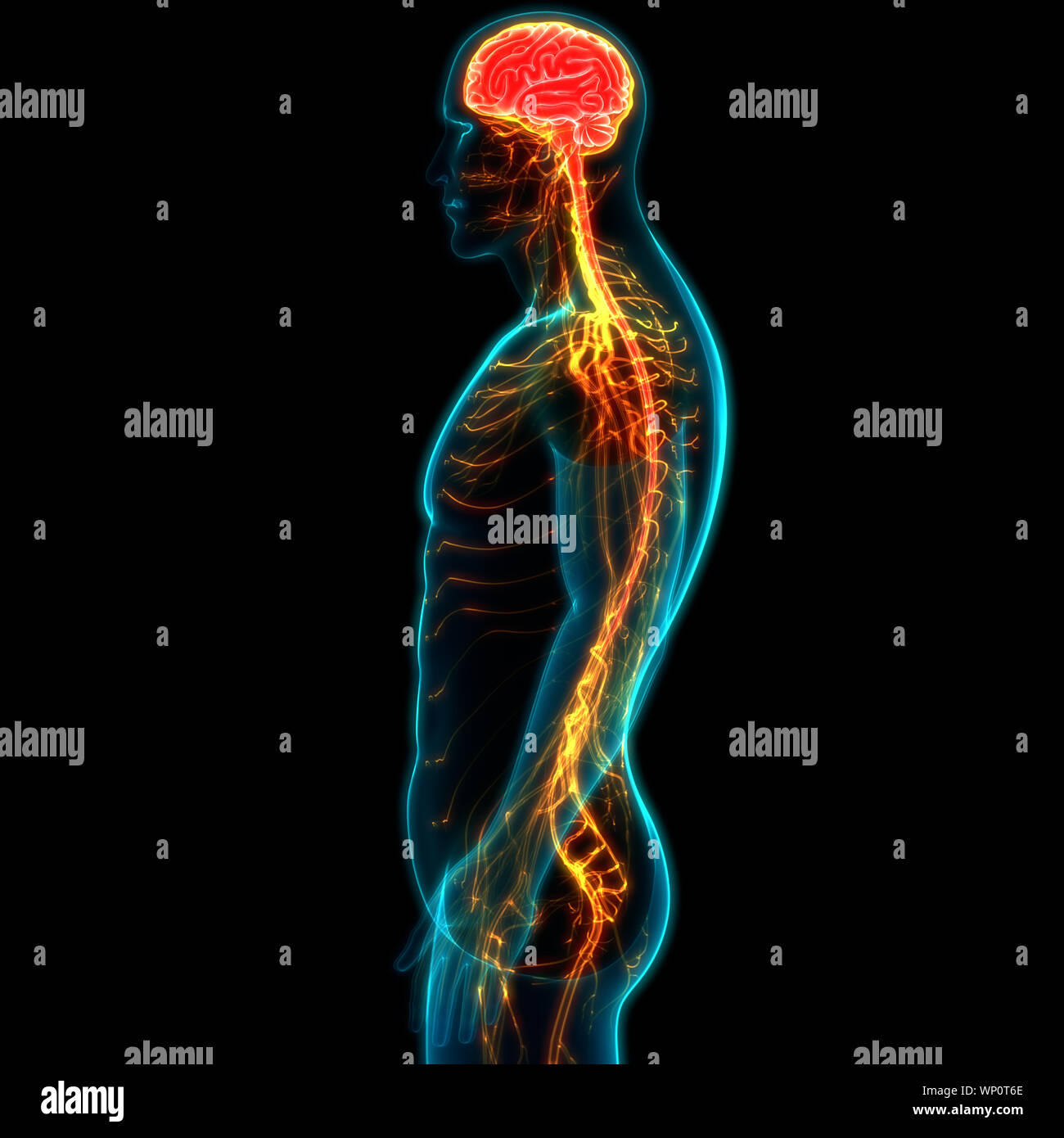 Central Organs of Human Nervous System Brain Anatomy Stock Photo - Alamy