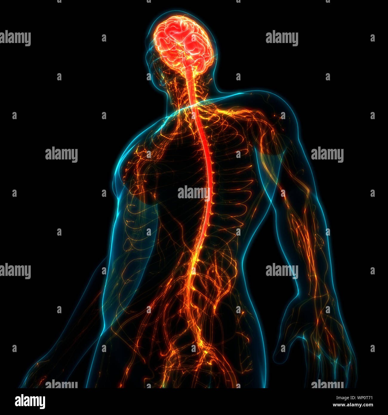 Central Organs of Human Nervous System Brain Anatomy Stock Photo - Alamy
