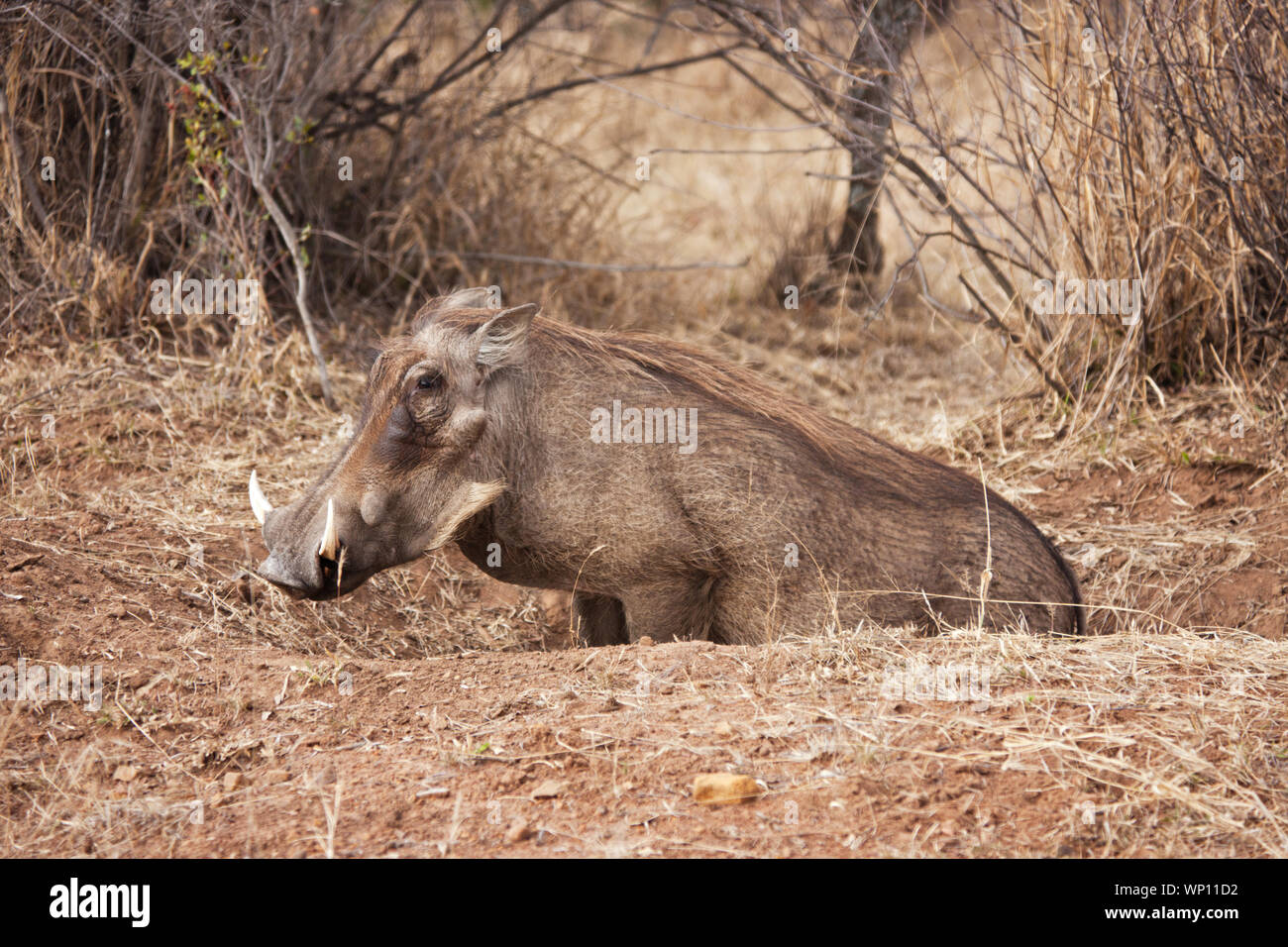 One warthog digging in the bush a new home and running with the kid ...