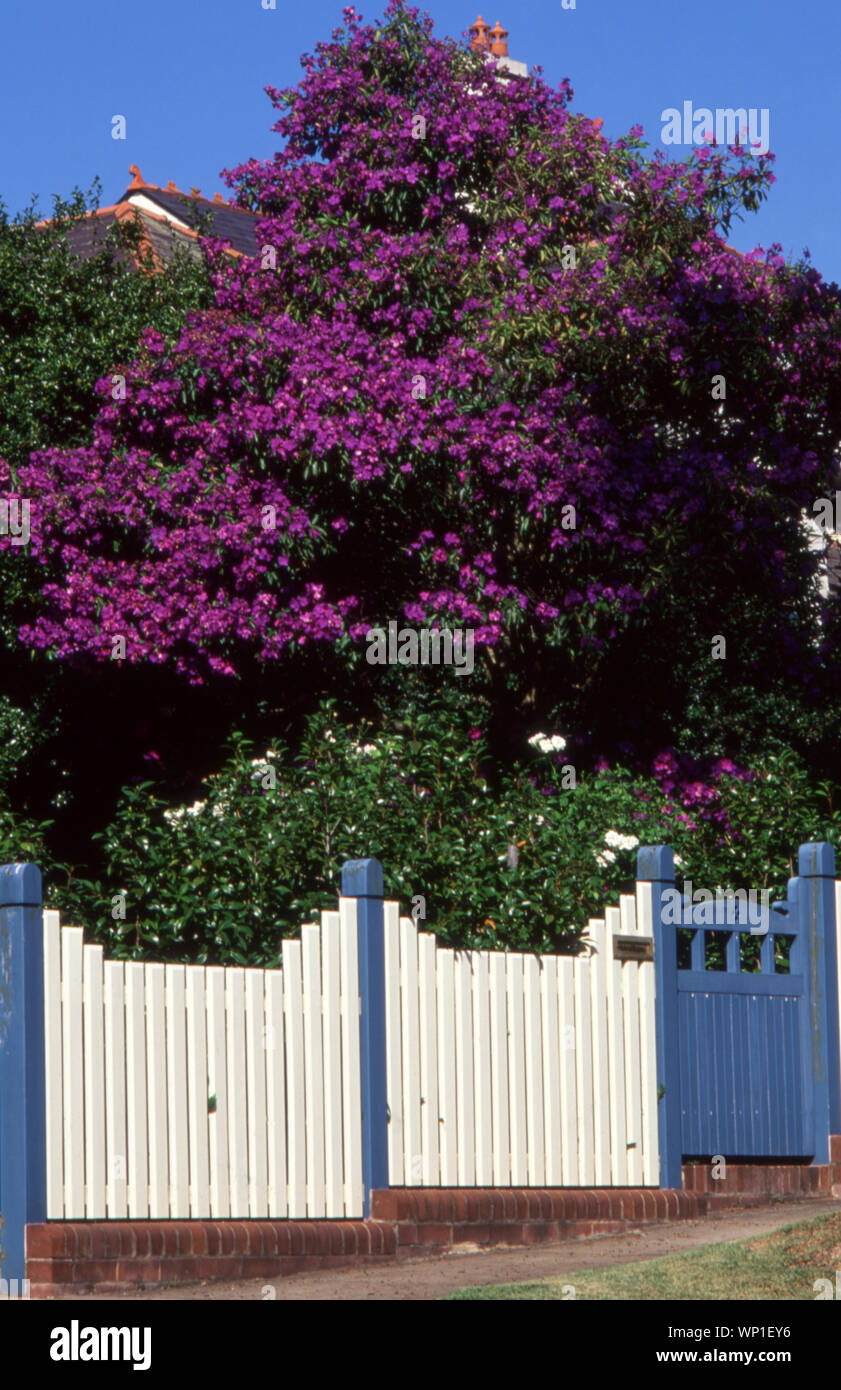 Tibouchina Tree High Resolution Stock Photography and Images - Alamy