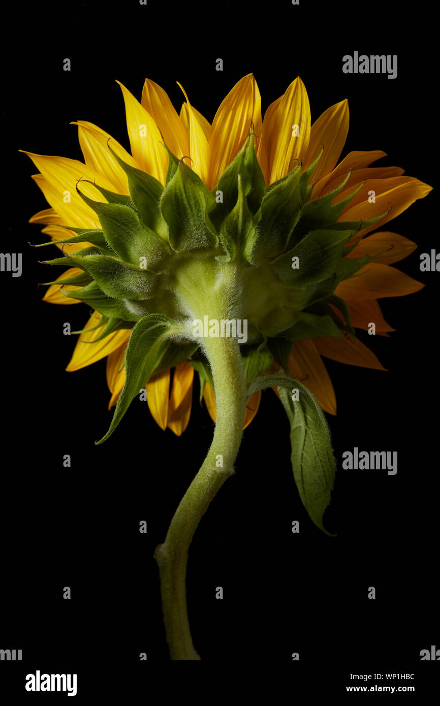 Back of sunflower hi-res stock photography and images - Alamy
