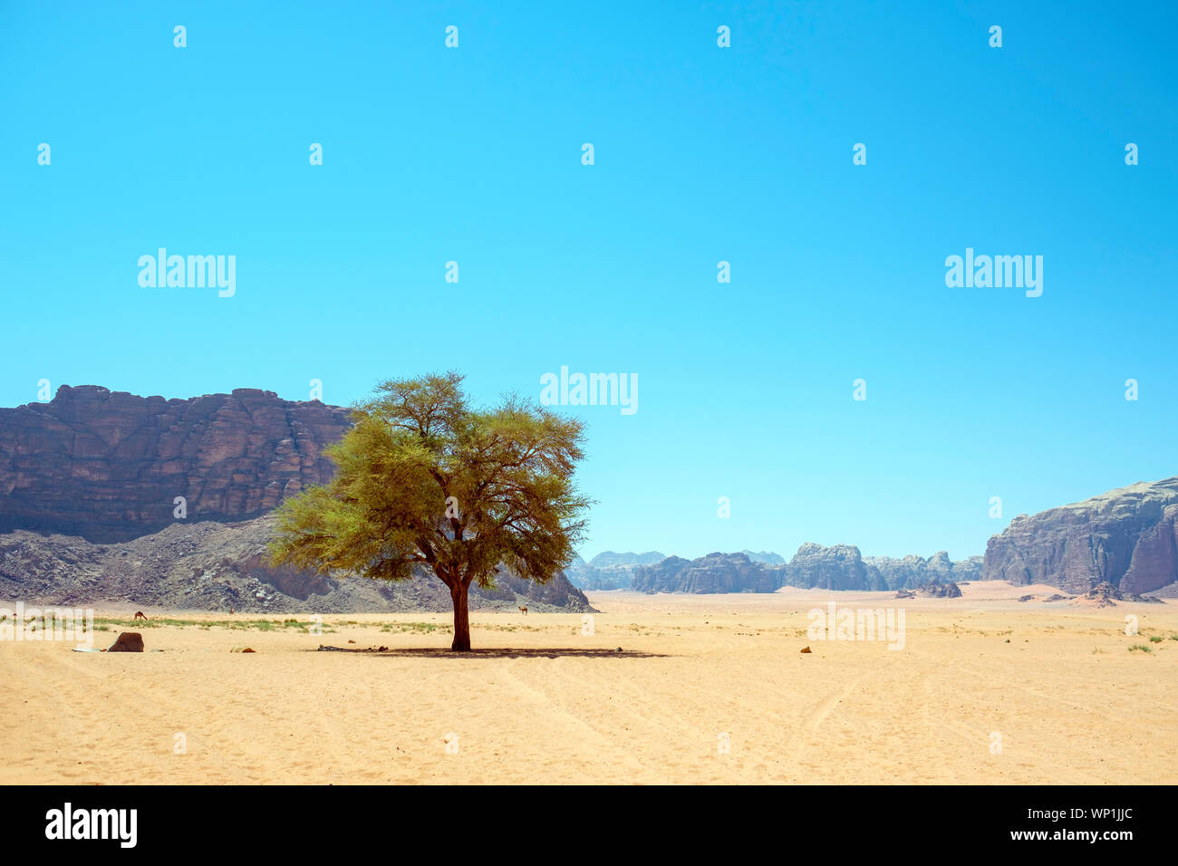 Jordan, Aqaba Governorate, Wadi Rum. Wadi Rum Protected Area, UNESCO ...