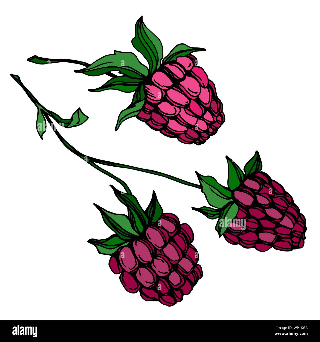 Vector Raspberry healthy food fresh berry isolated element. Black and ...