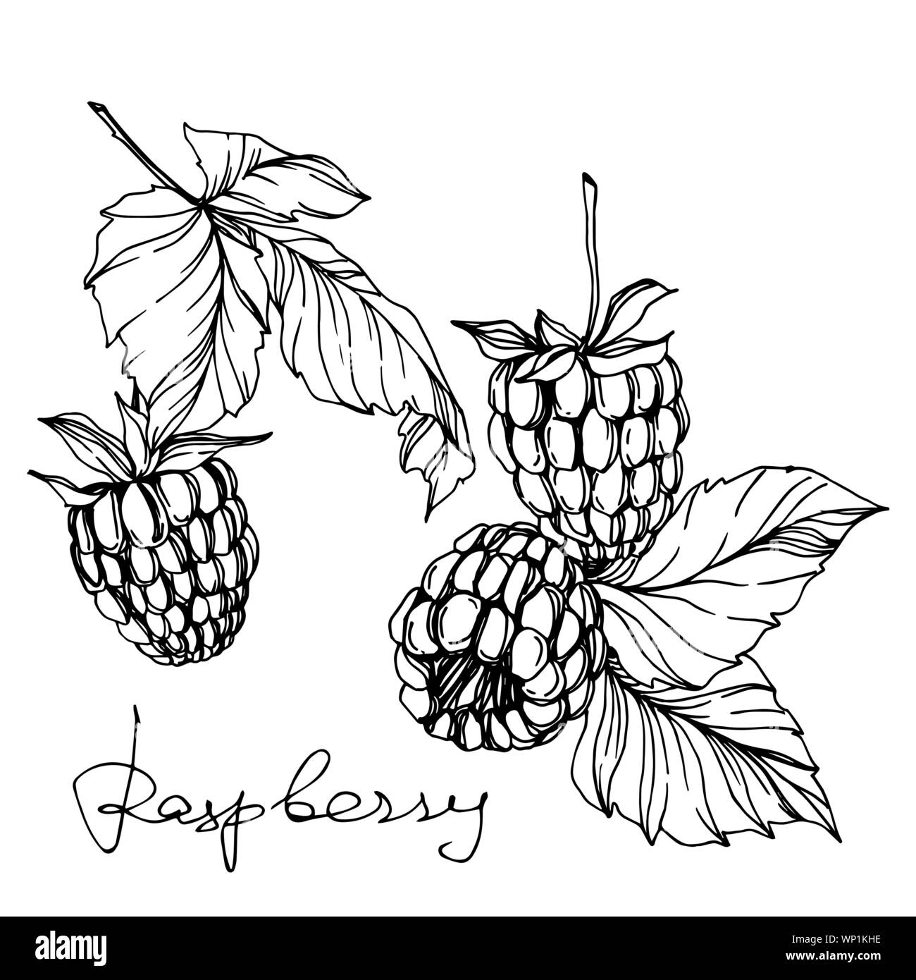 Vector Raspberry healthy food fresh berry isolated element. Black and ...