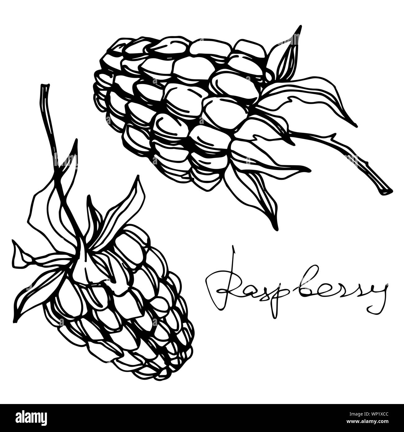 Vector Raspberry healthy food fresh berry isolated element. Black and ...