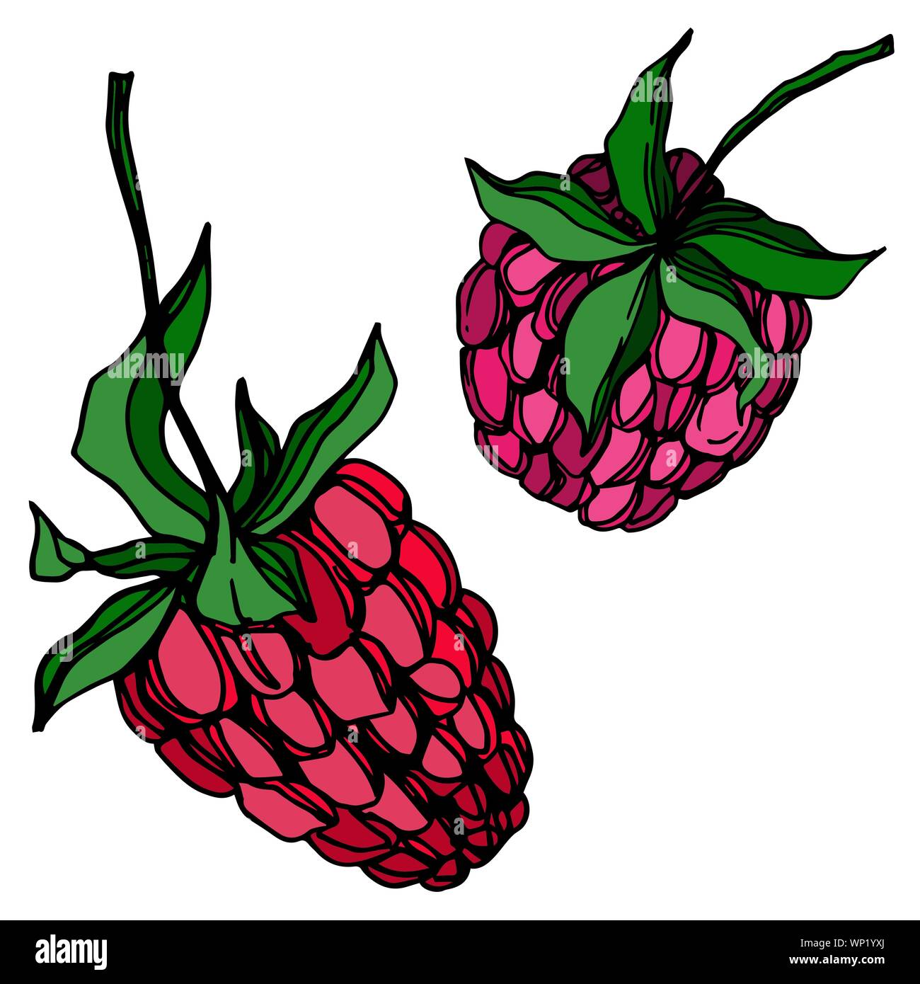 Vector Raspberry healthy food fresh berry isolated element. Black and ...