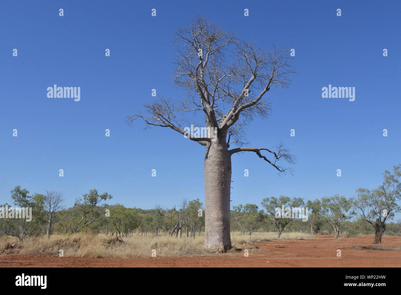 Kimberley Plain High Resolution Stock Photography and Images - Alamy