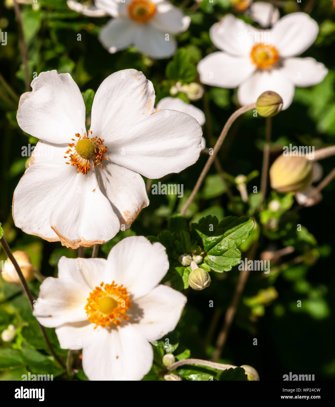 Bright summer sunshine hi-res stock photography and images - Alamy