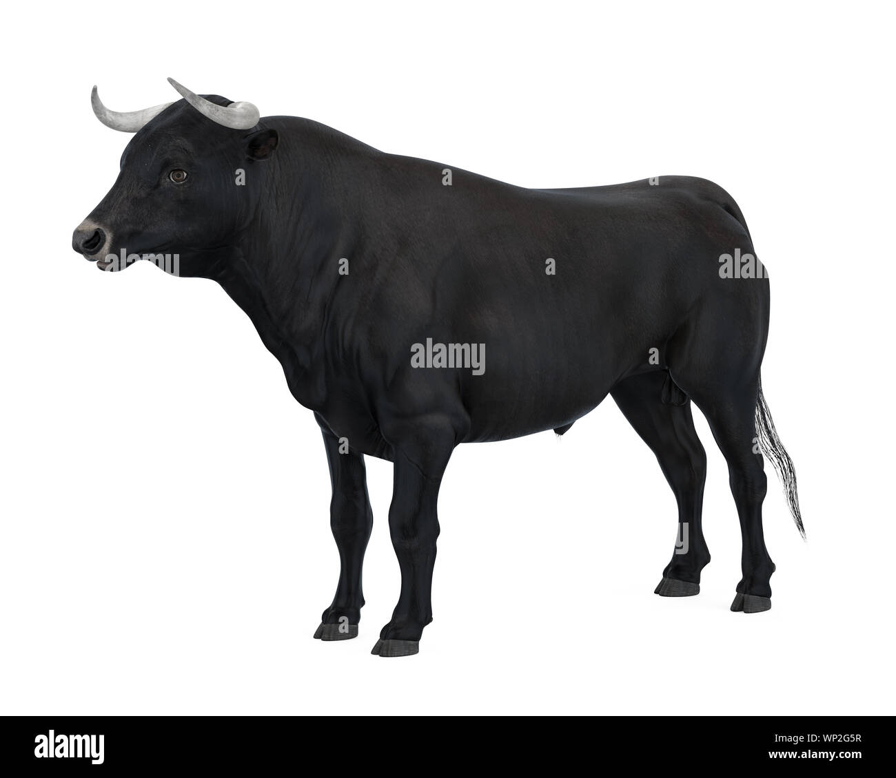 Black bull big horns Cut Out Stock Images & Pictures - Alamy