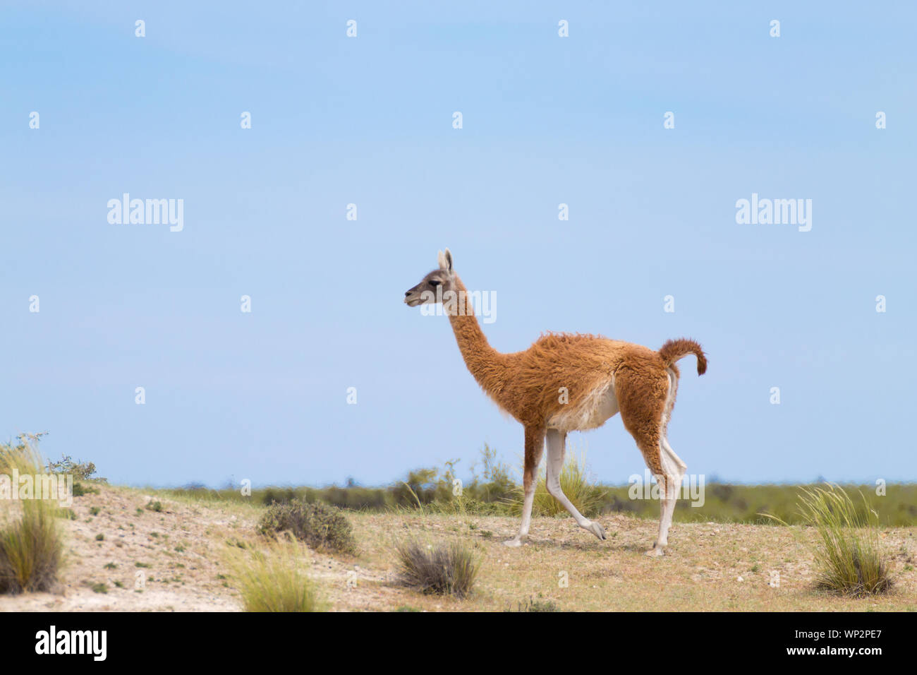 Pampas argentina guanaco hi-res stock photography and images - Alamy