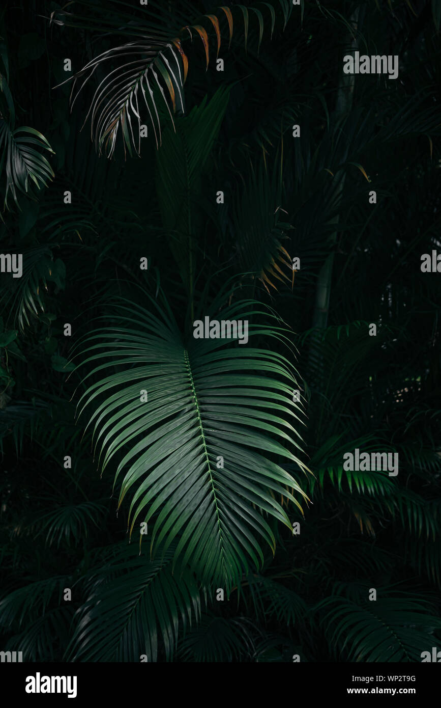 Deep lush green leaves hi-res stock photography and images - Alamy