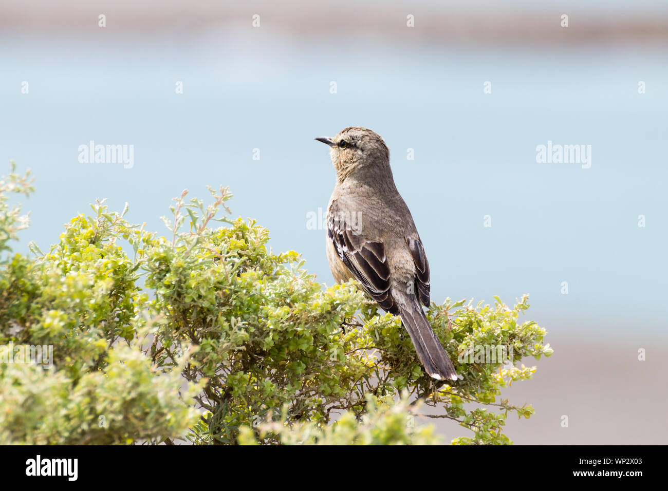 Patagonian mockingbird from Caleta Valdes, Patagonia, Argentina ...