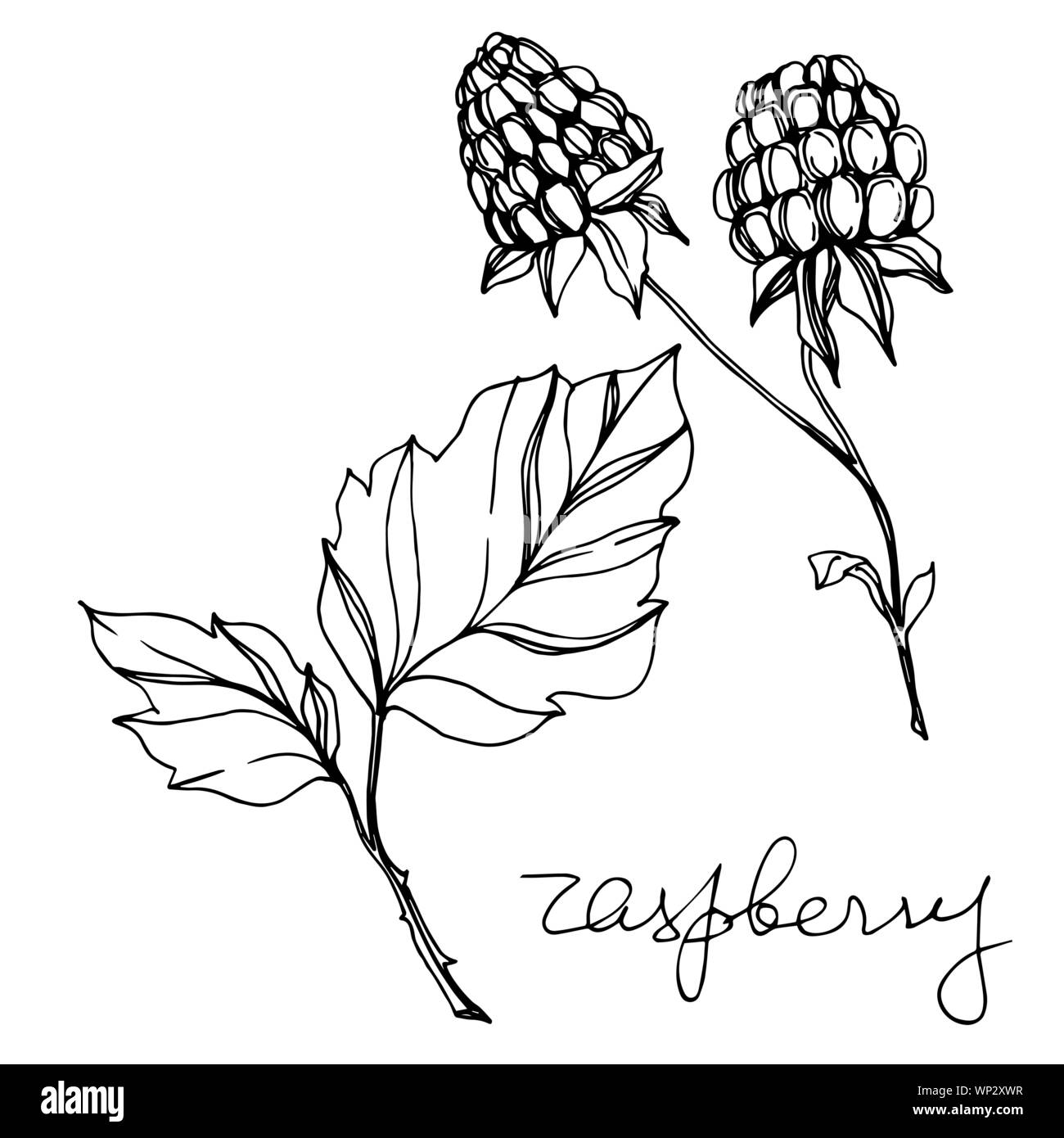 Vector Raspberry healthy food fresh berry isolated element. Black and ...