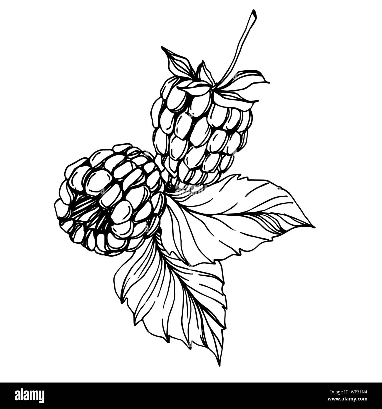 Vector Raspberry healthy food fresh berry isolated element. Black and ...