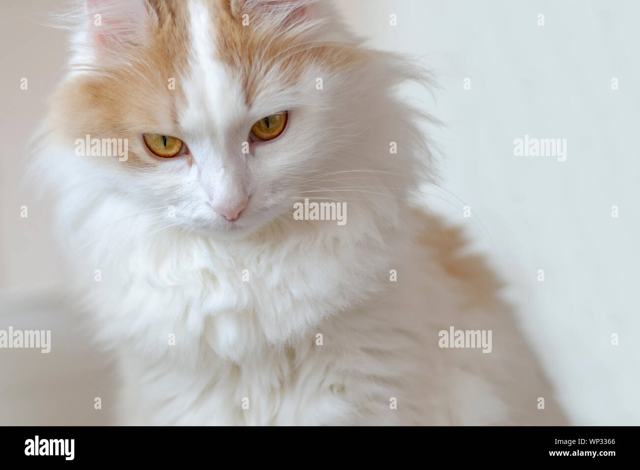 Closeup portrait of a beautiful white beige cat with golden eyes. Looks ...