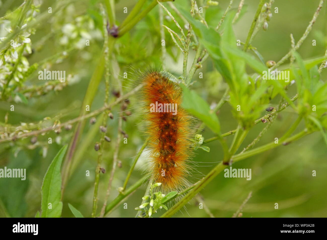caterpillar, insect, nature, green, animal, macro, butterfly, wildlife ...