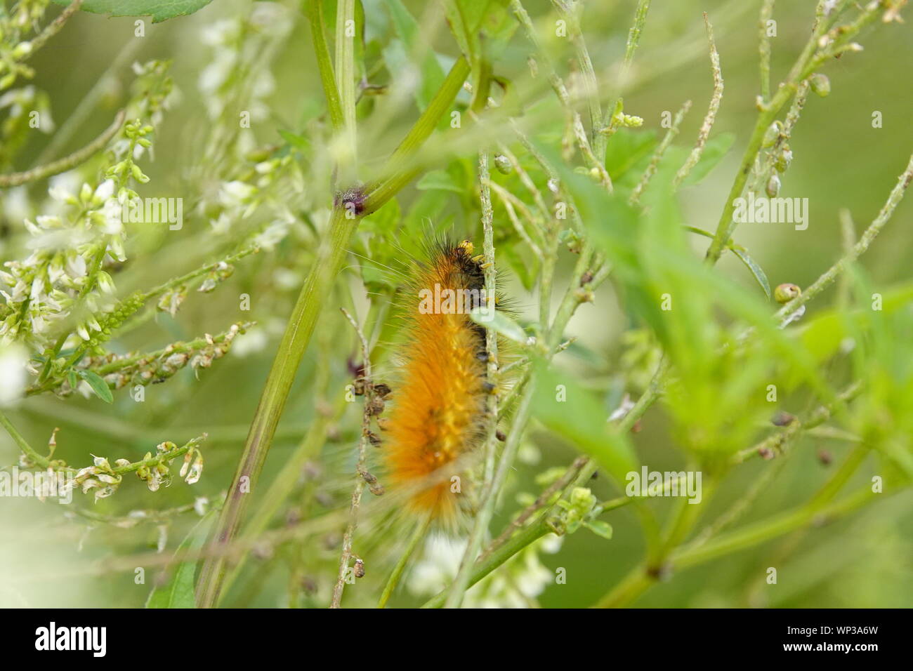 Army Worm Moth High Resolution Stock Photography and Images - Alamy