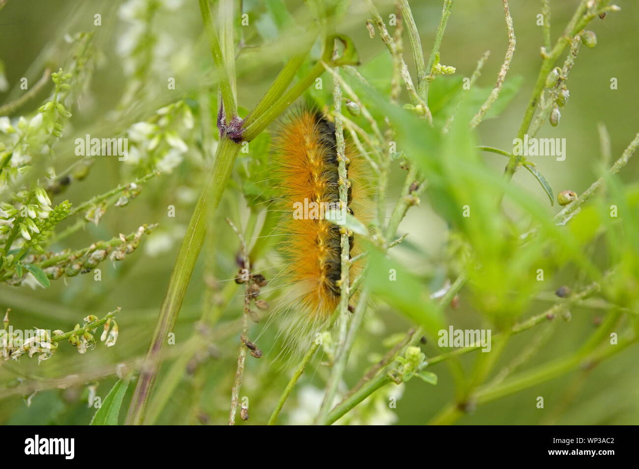 caterpillar, insect, nature, green, animal, macro, butterfly, wildlife ...