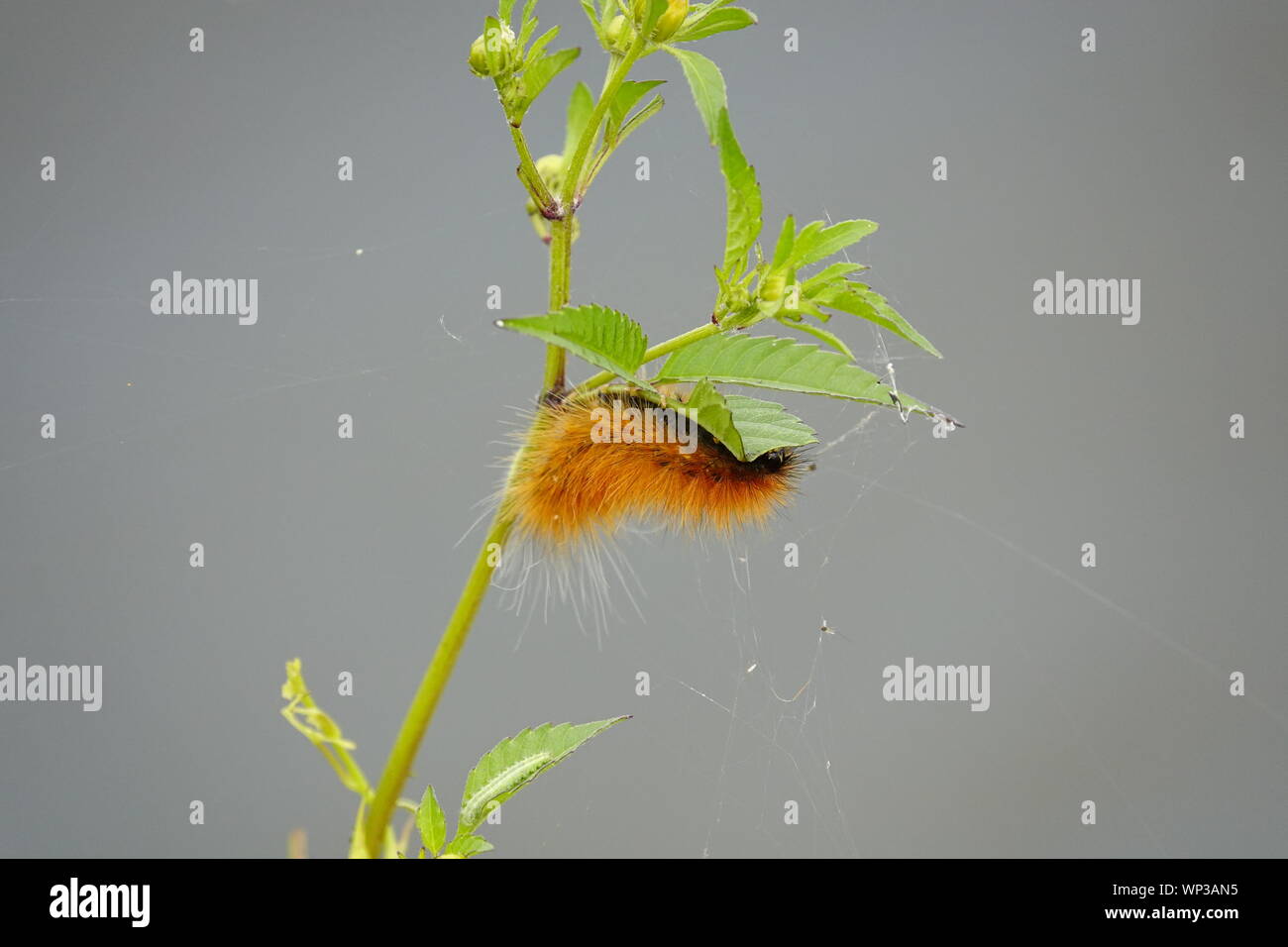 caterpillar, insect, nature, green, animal, macro, butterfly, wildlife ...