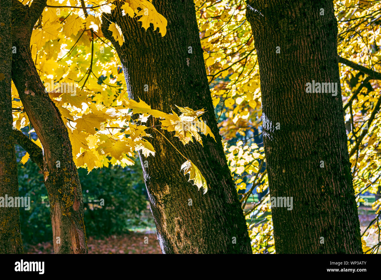 maple tree trunks and branches with yellow dry leaves. natural ...