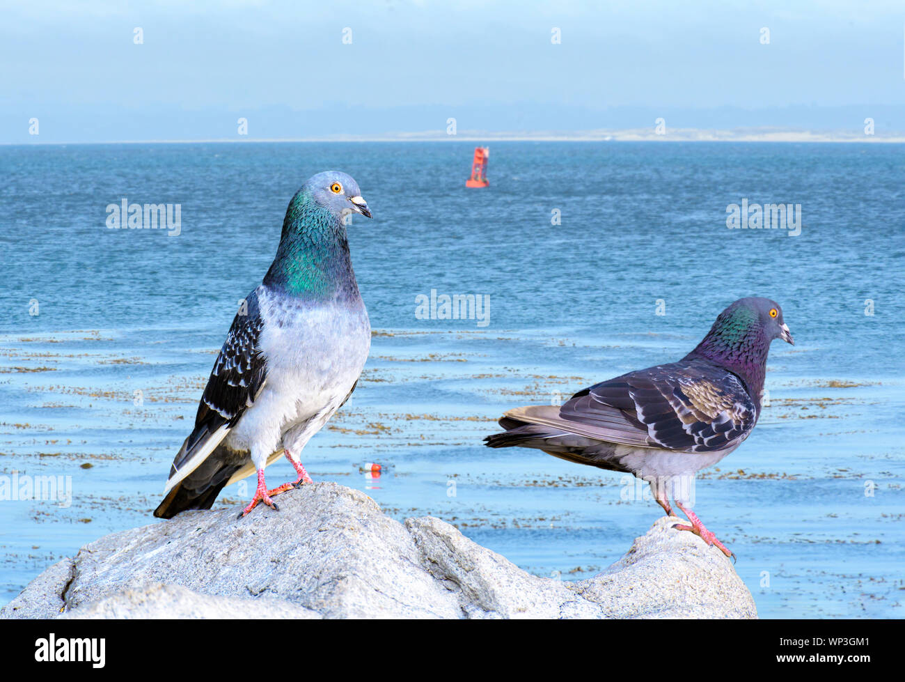 Pigeons on the pier hi-res stock photography and images - Alamy