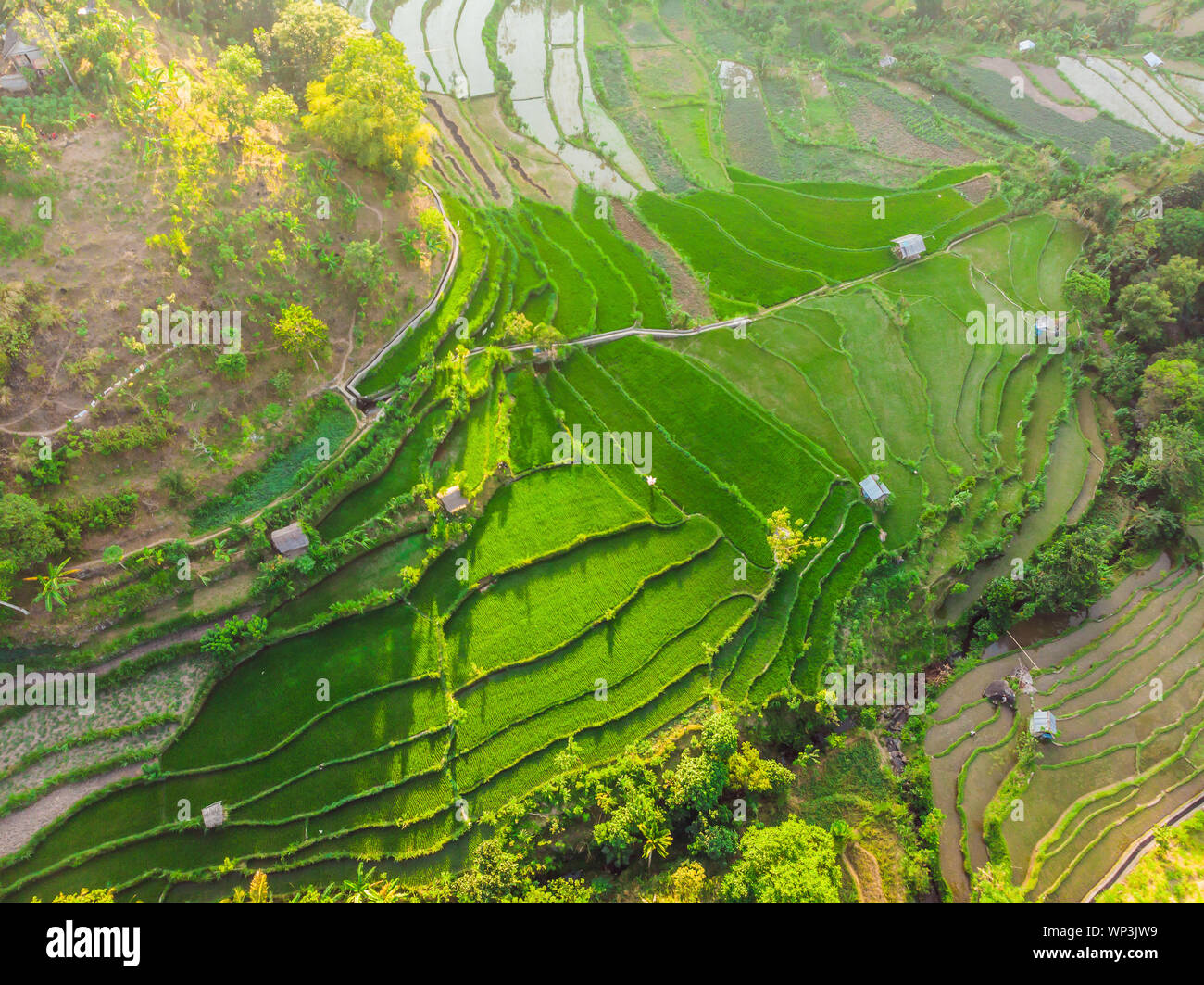 Ripe Rice Field High Resolution Stock Photography and Images - Alamy