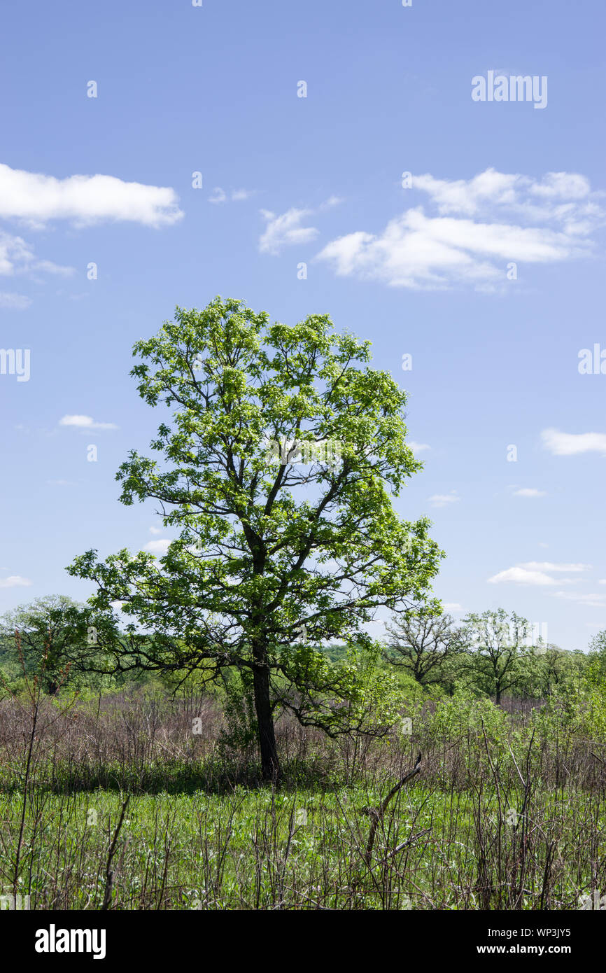 Louisville Swamp Unit, Minnesota Stock Photo - Alamy