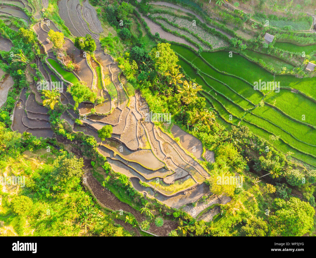 Green cascade rice field plantation at Bali, Indonesia Stock Photo - Alamy