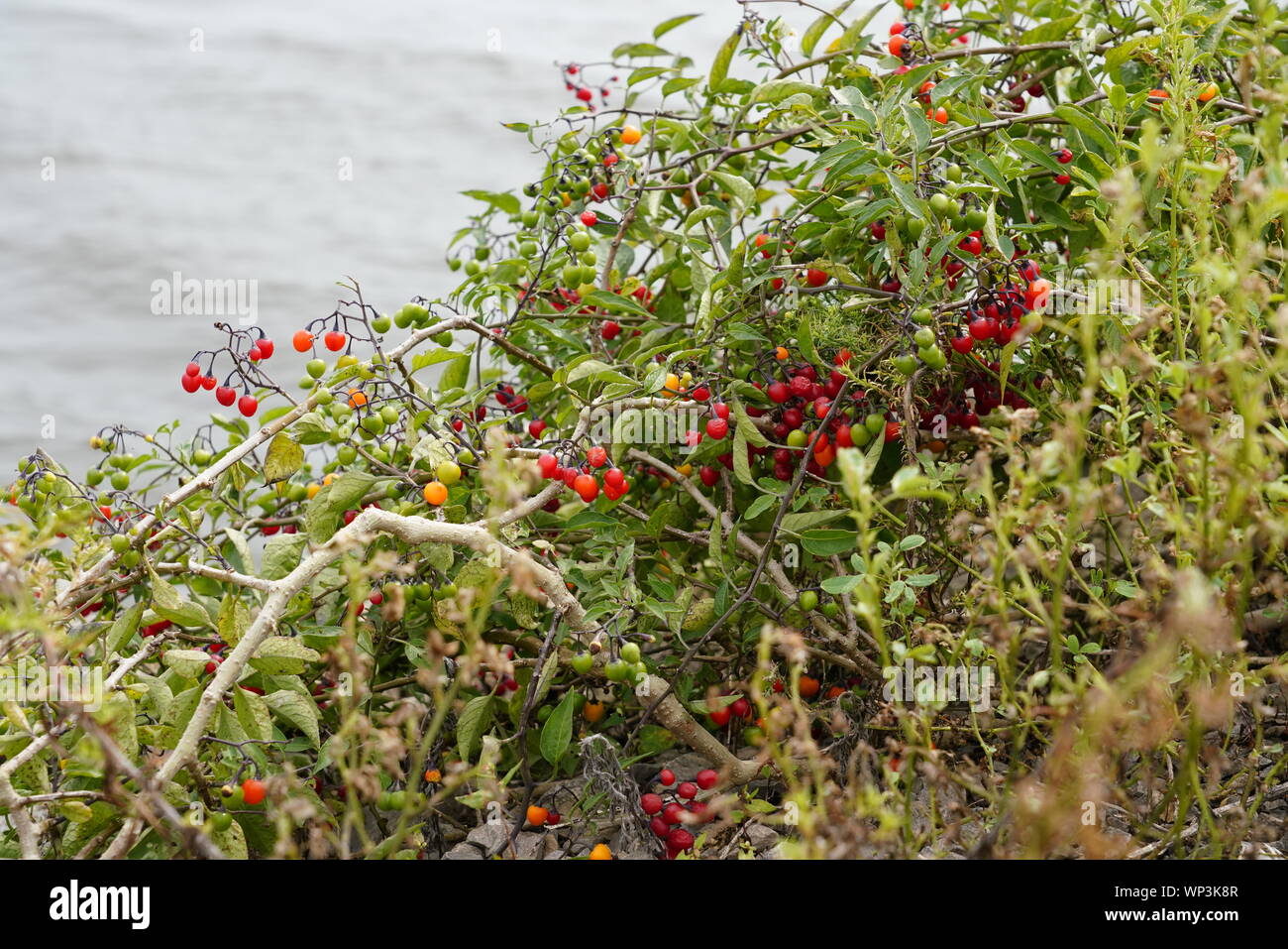 bush, berry, nature, plant, fruit, green, food, leaf, ripe, red, branch ...