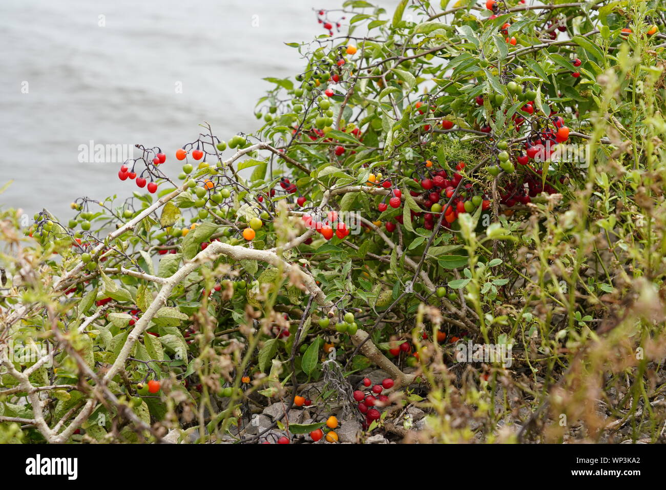 bush, berry, nature, plant, fruit, green, food, leaf, ripe, red, branch ...