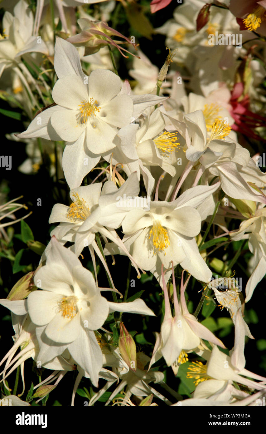 Dove Flower High Resolution Stock Photography and Images - Alamy