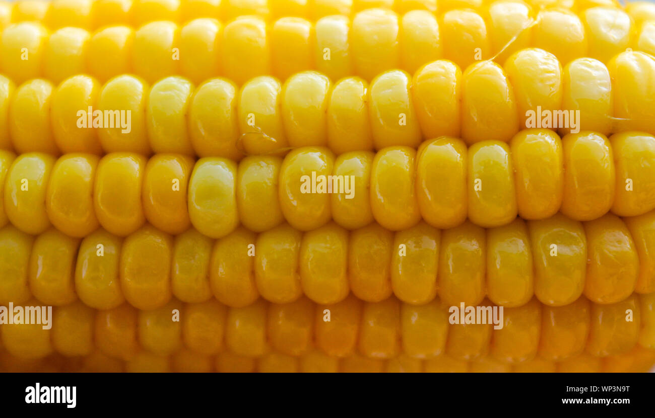 Bright yellow buttered corn cob background. Closeup of shiny boiled ...