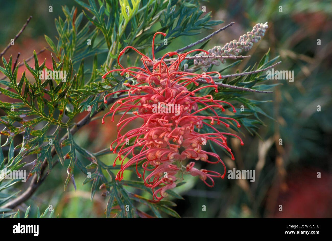 RED GREVILLEA FLOWER Stock Photo - Alamy