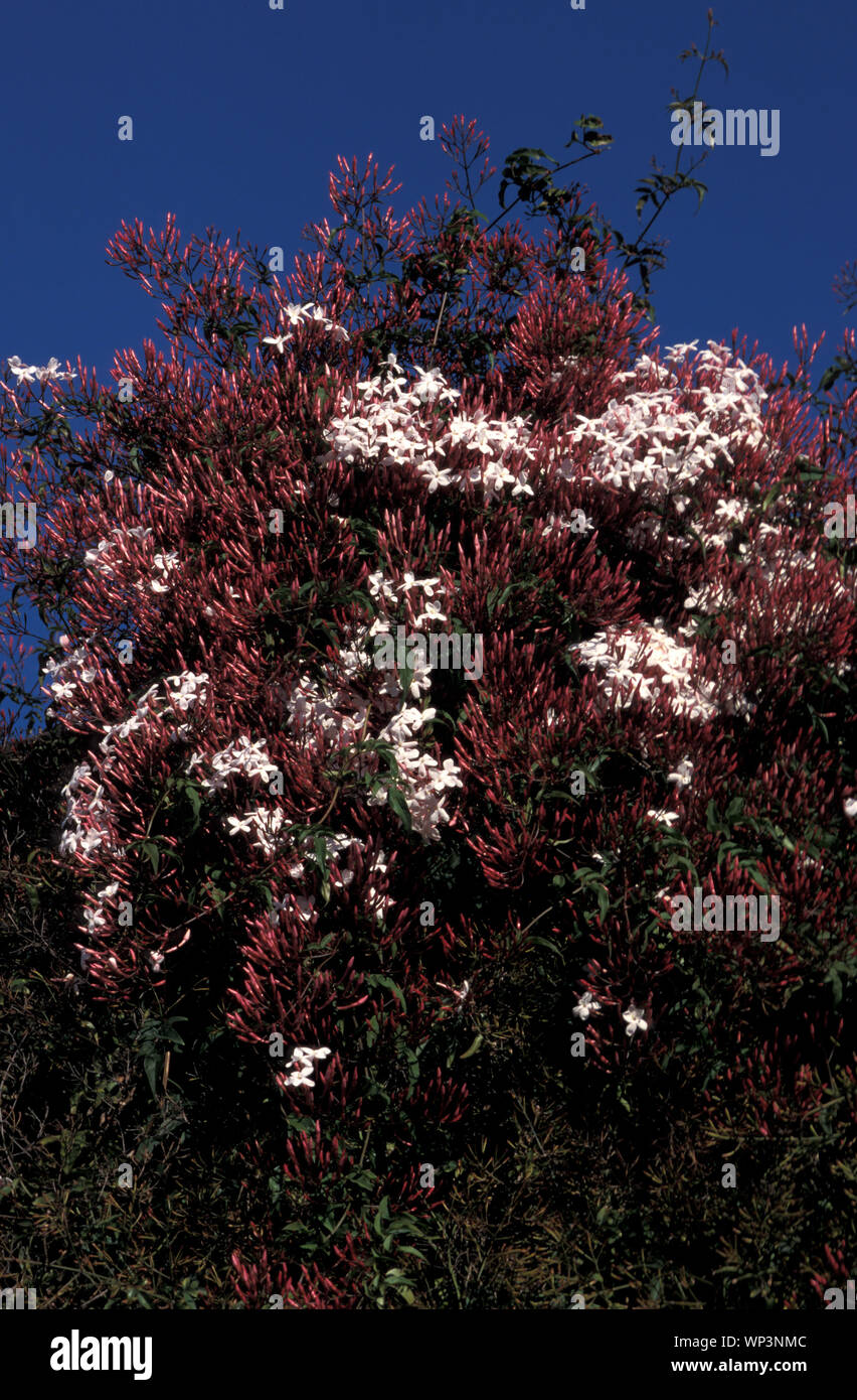 JASMINE (JASMINUM POLYANTHUM) PINK JASMINE OR WINTER JASMINE Stock ...