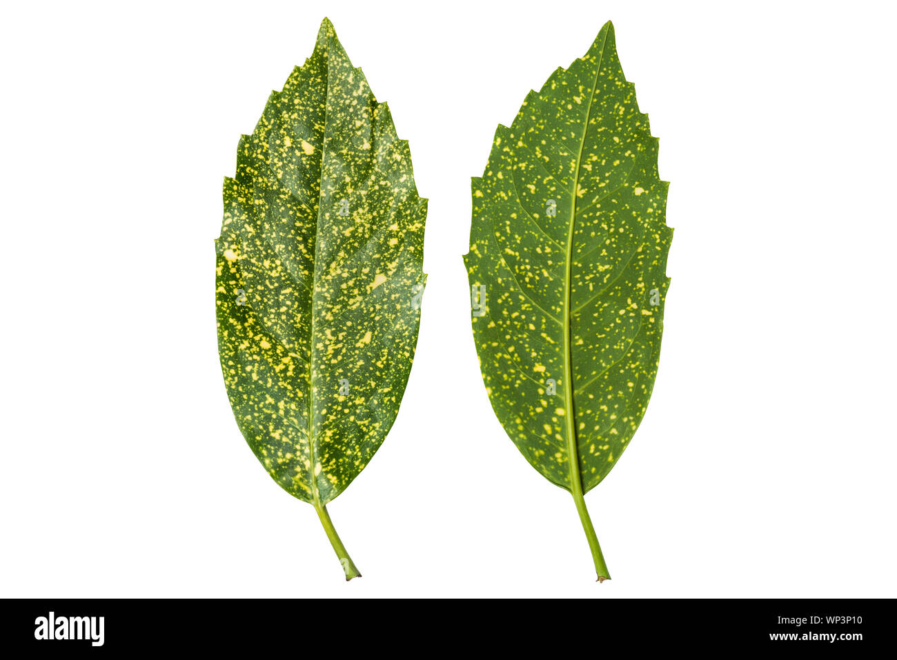 Aucuba Japonica leaves on white background. Upper and under face Stock ...