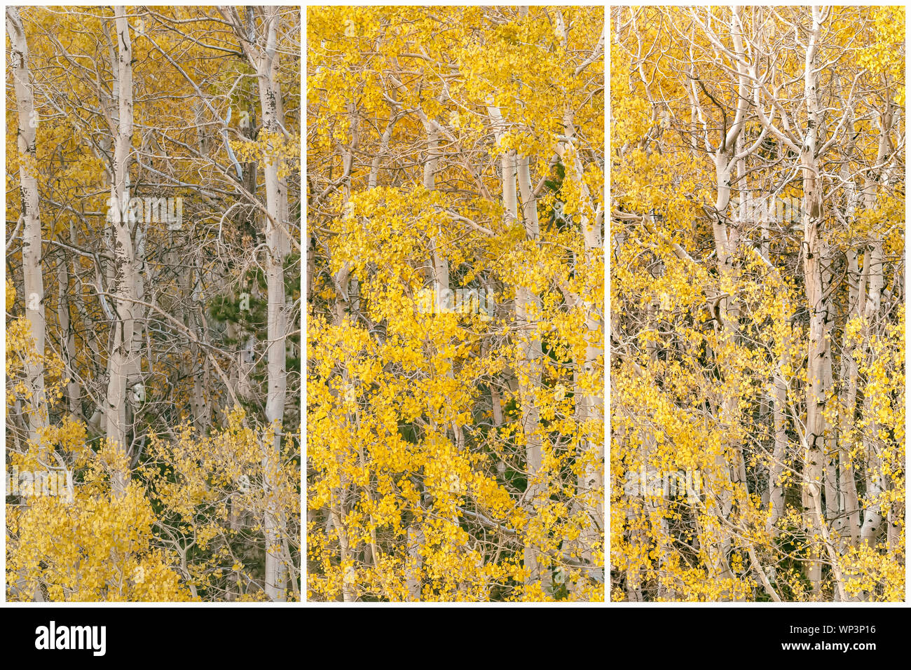 Triptych presentation of mountain aspens (Populus tremuloides) at their ...