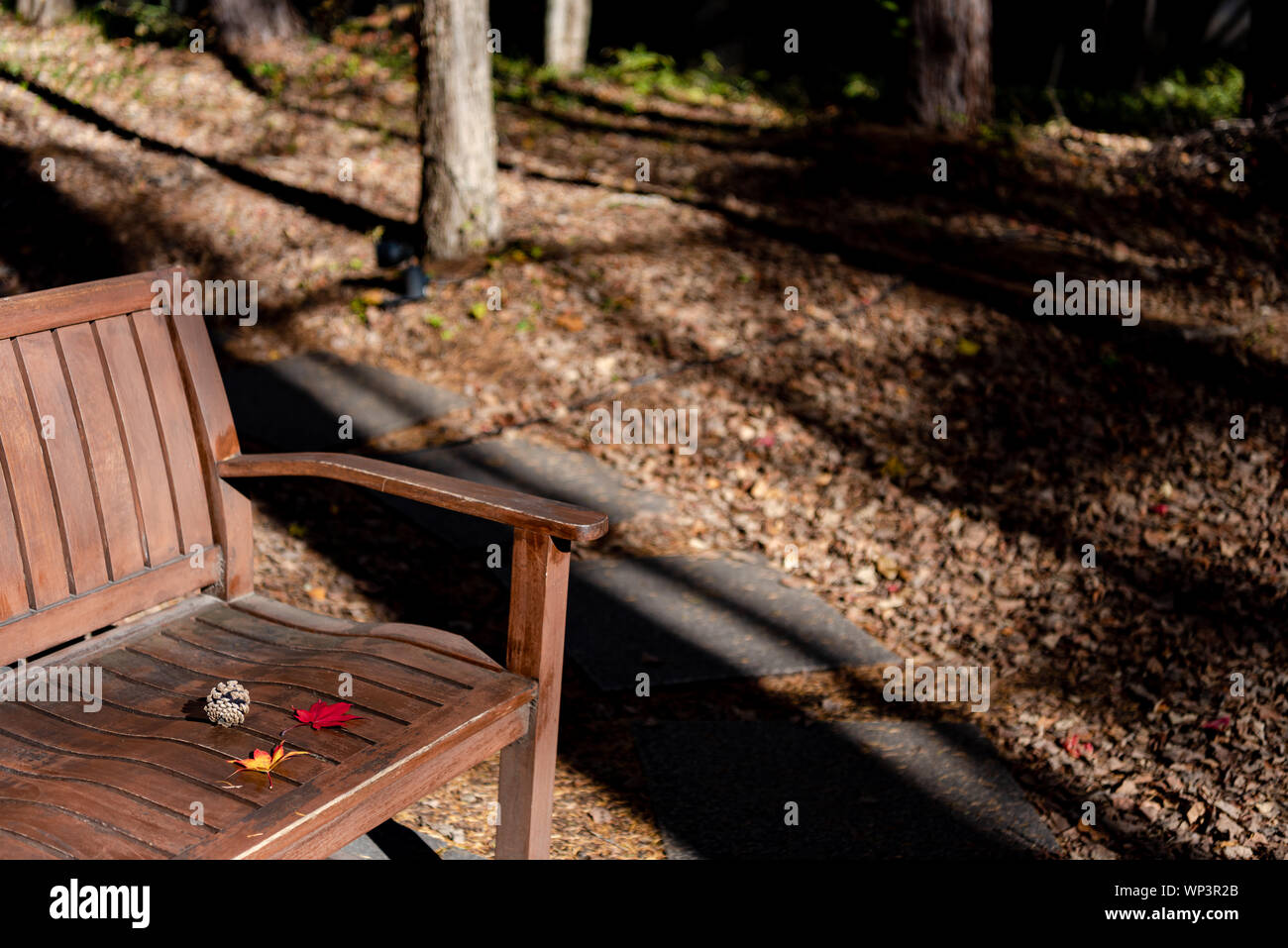 Colorful Autumn leaves fallen on wooden bench. close-up view from above ...