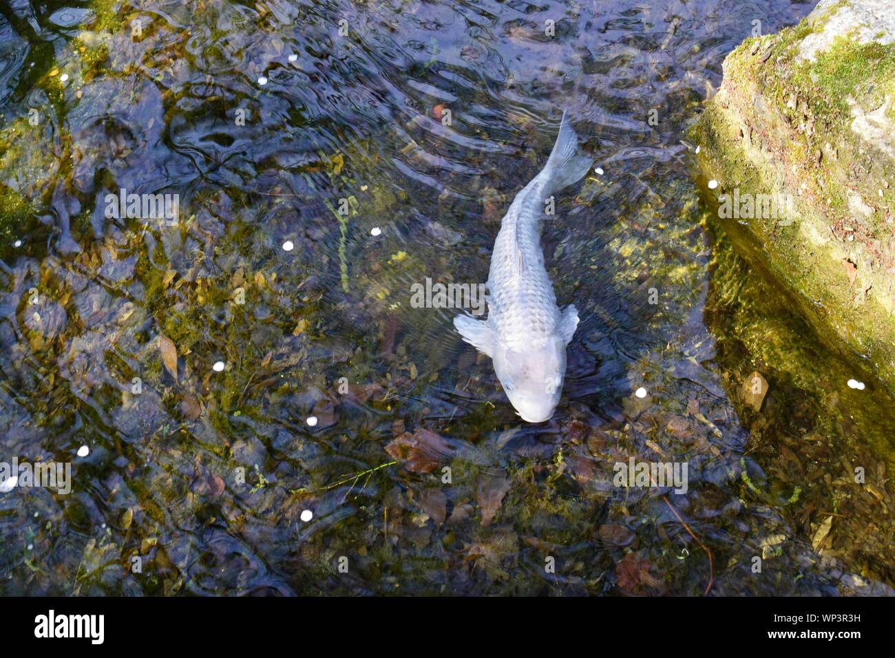 How fish swim in water hi-res stock photography and images - Alamy