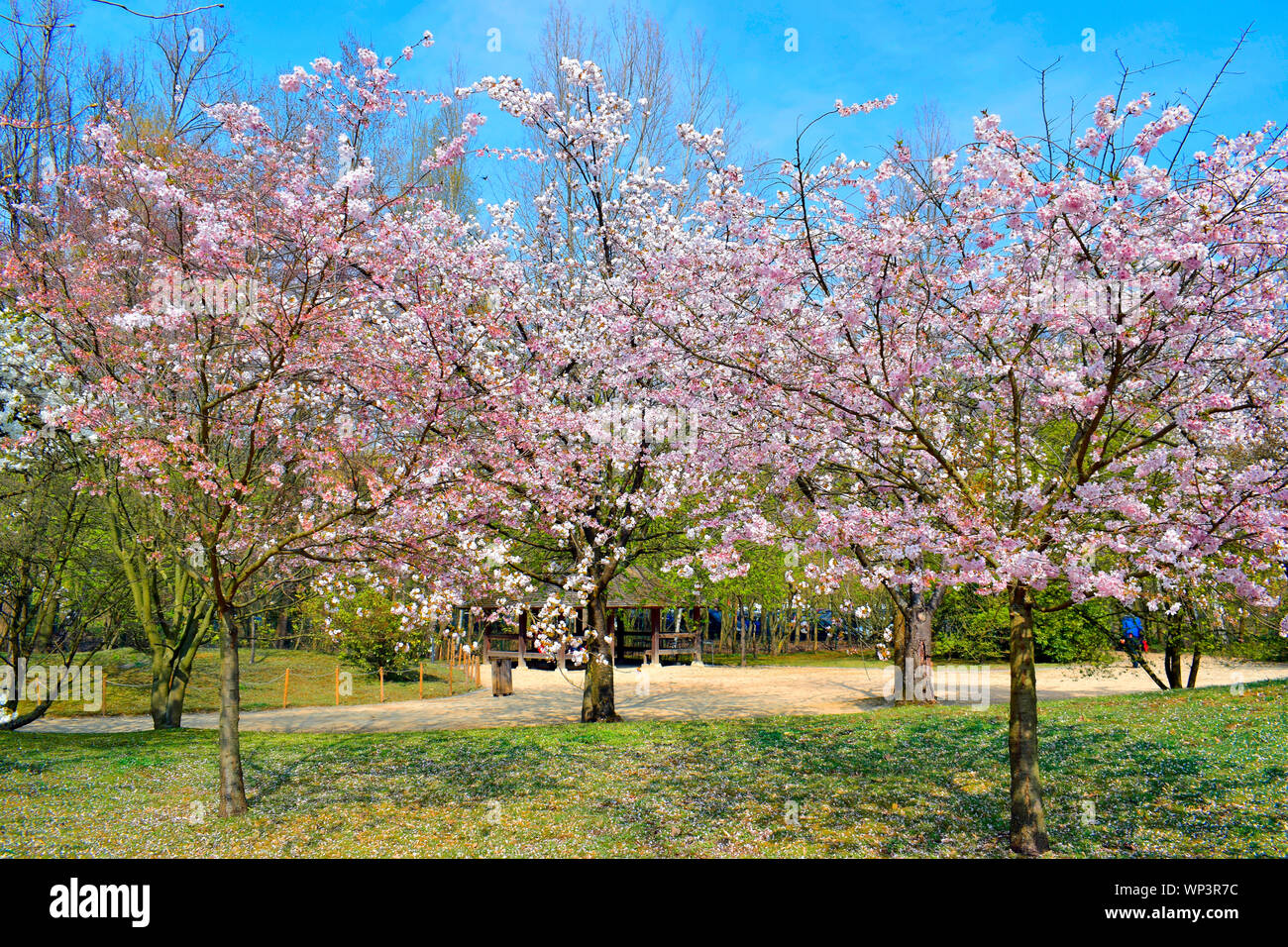 Sakura Forest Summer