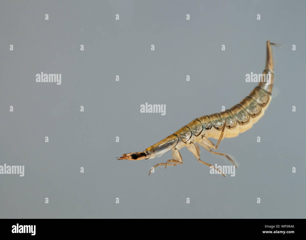 Lesser diving beetle larva Stock Photo - Alamy