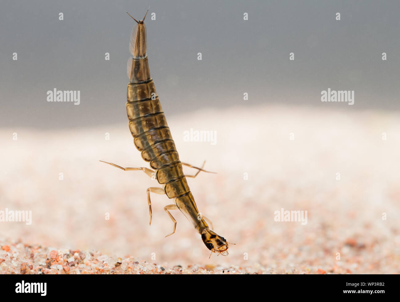 Lesser diving beetle larva Stock Photo - Alamy