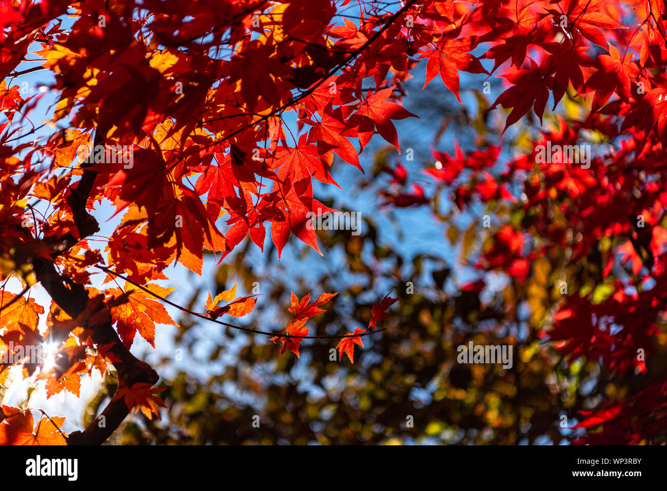 Colorful fall foliage in sunny hi-res stock photography and images - Alamy