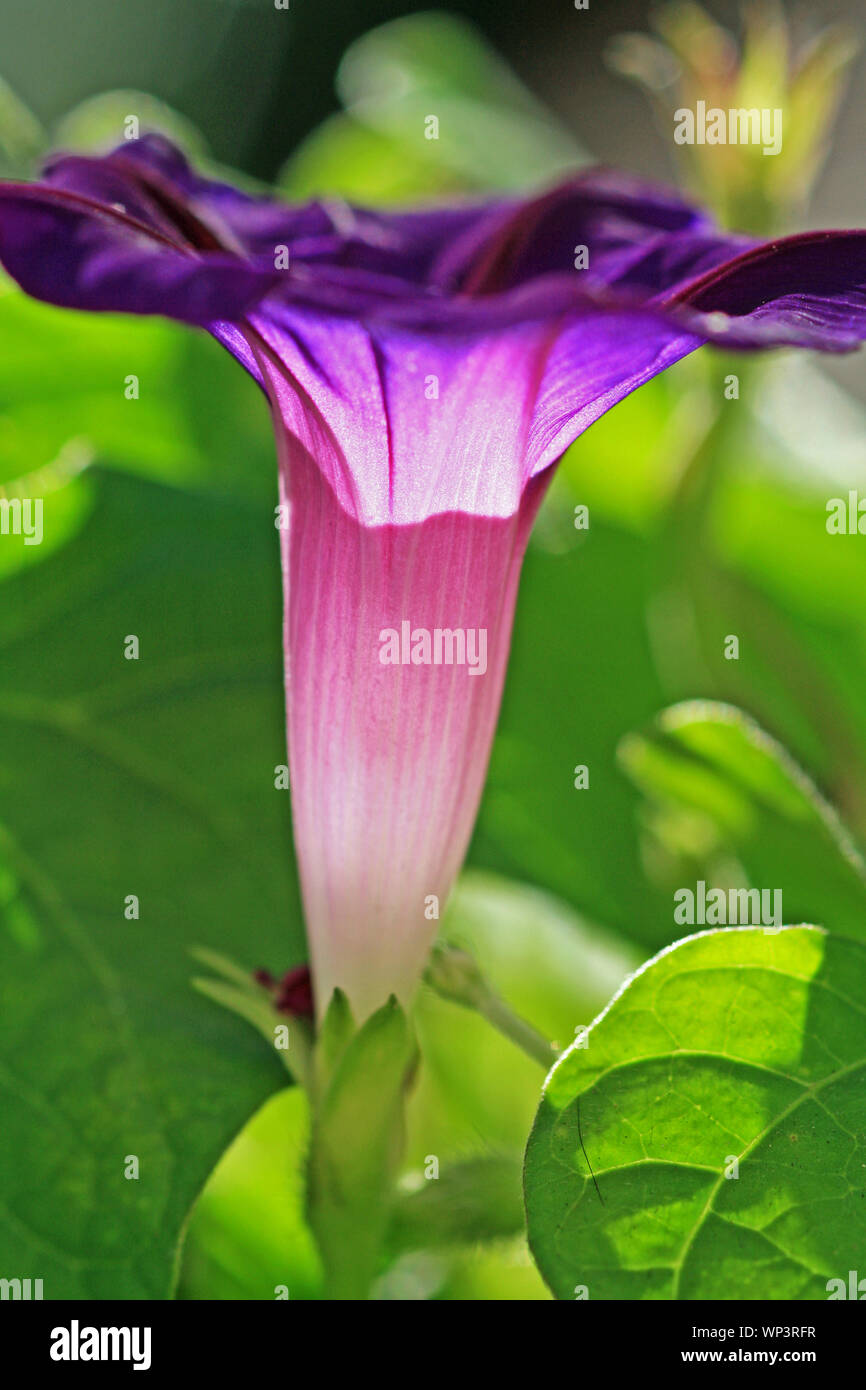 Blaue winde hi-res stock photography and images - Alamy