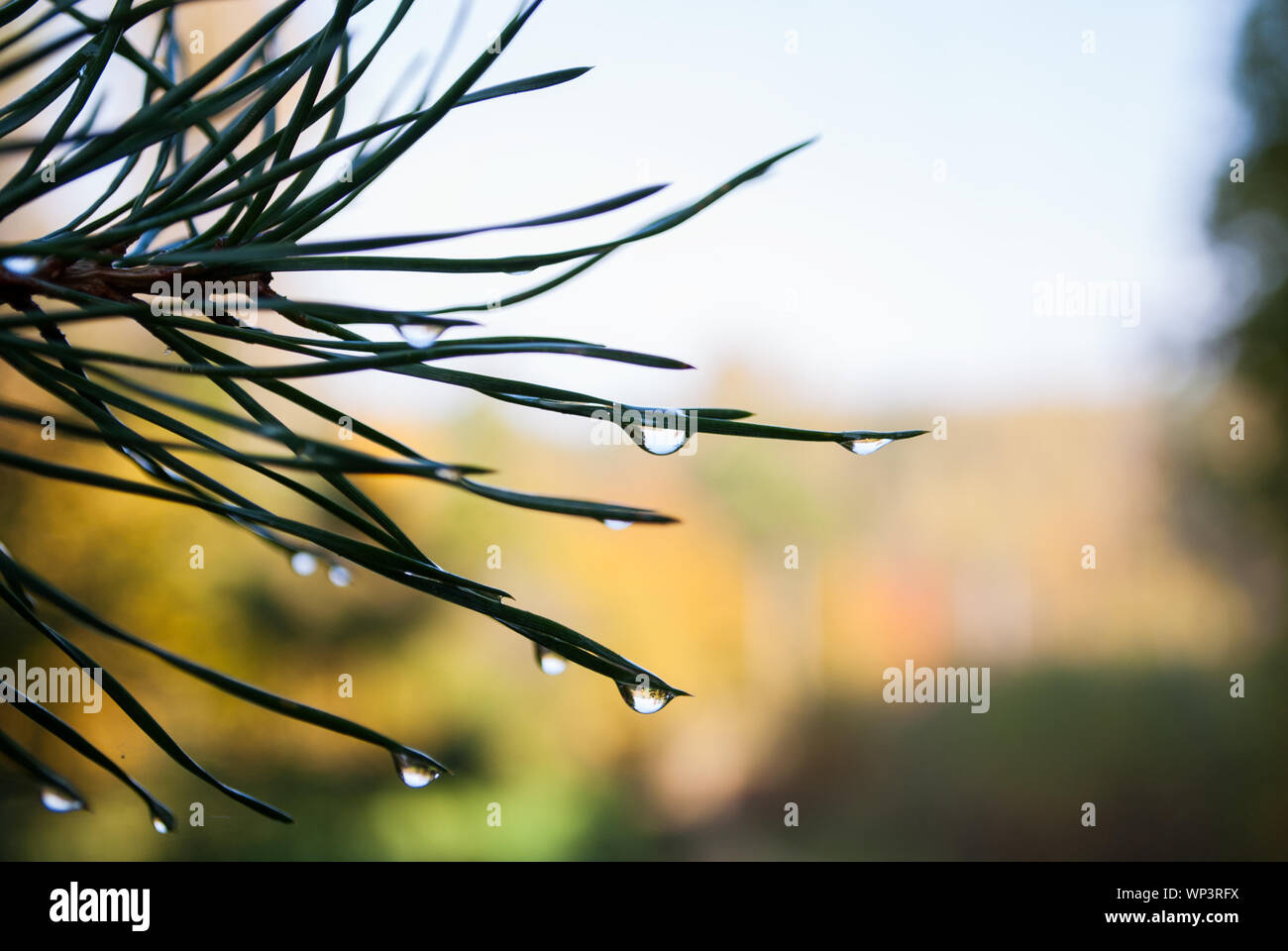 Spikes pine hi-res stock photography and images - Alamy